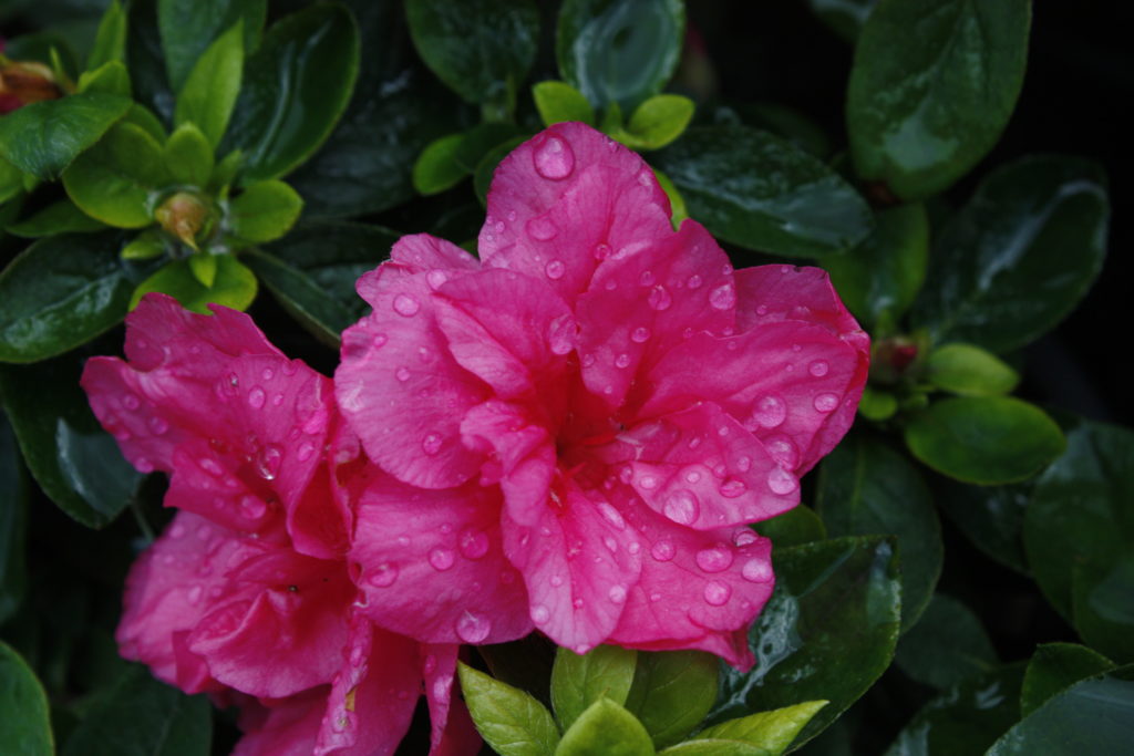 Azalea Sweet Nellie – Kilmarnock Nurseries