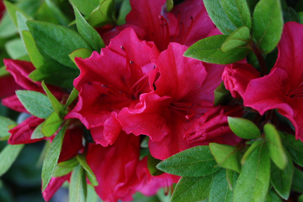 Azalea Vuyks Scarlet – Kilmarnock Nurseries