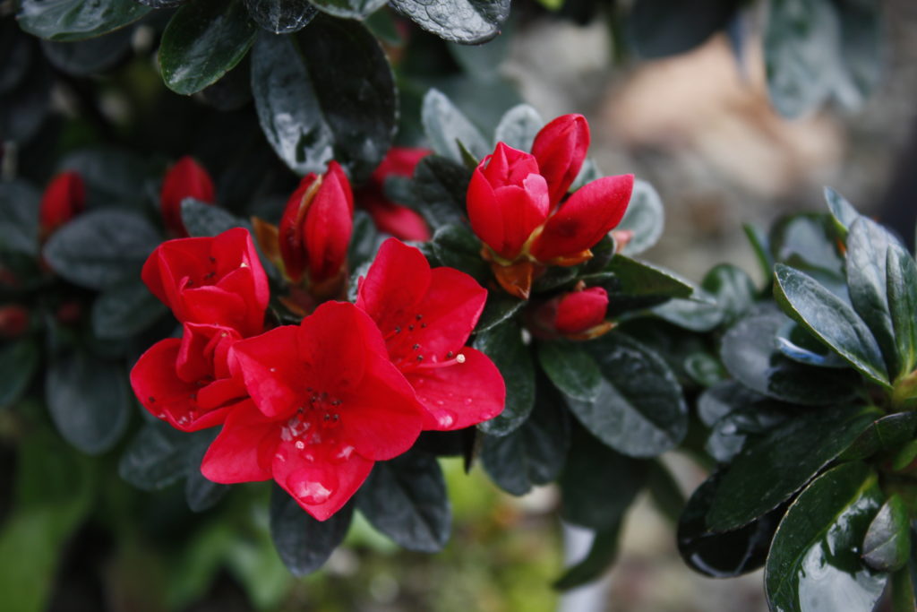 Azalea Wards Ruby – Kilmarnock Nurseries