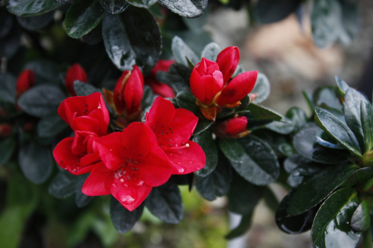Azalea Wards Ruby – Kilmarnock Nurseries