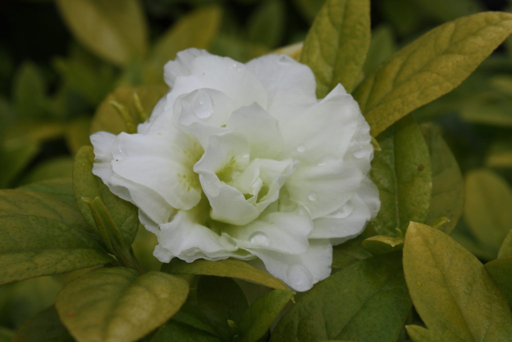 Azalea White Rosebud – Kilmarnock Nurseries