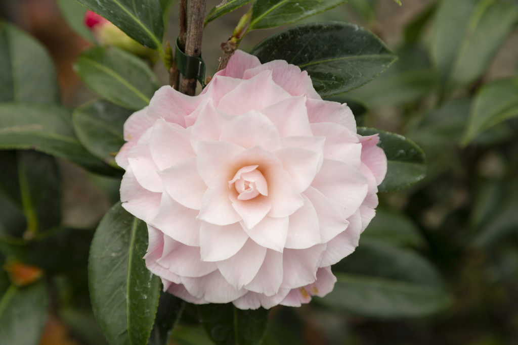 Camellia Buttons ‘N Bows – Kilmarnock Nurseries