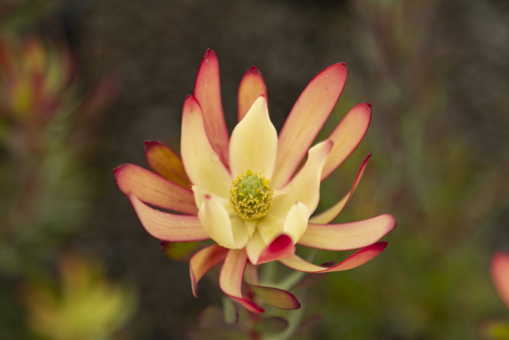 Leucadendron Bridal Bouquet – Kilmarnock Nurseries