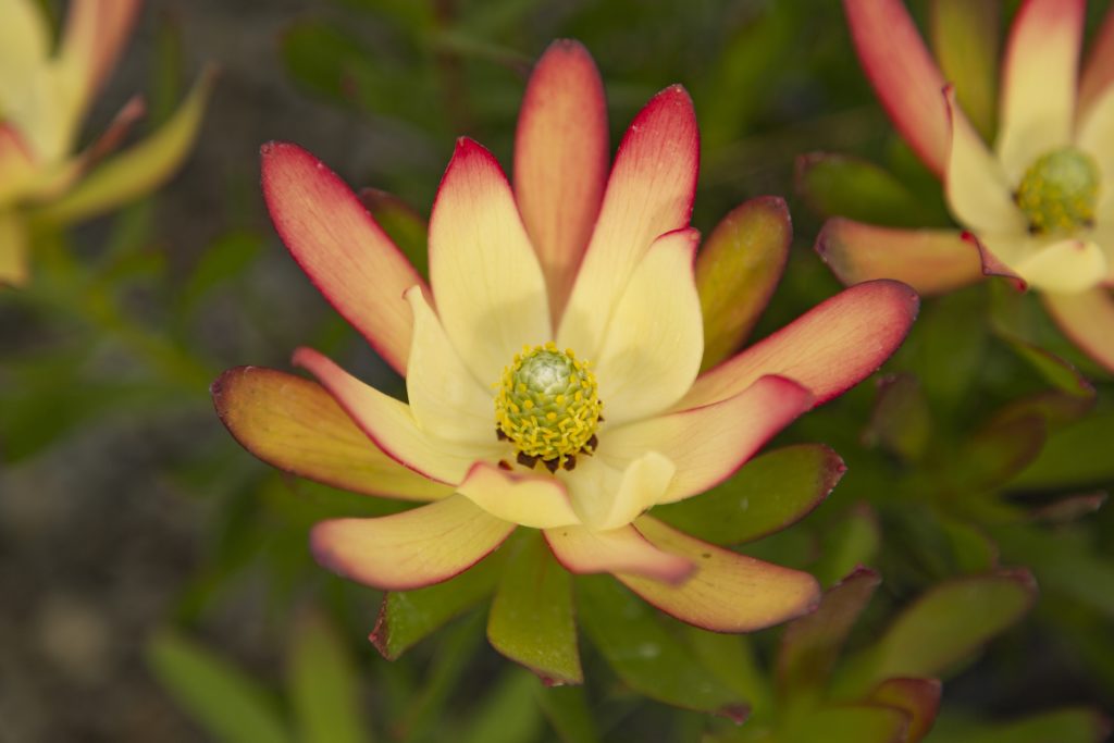 Leucadendron Cream Bun – Kilmarnock Nurseries