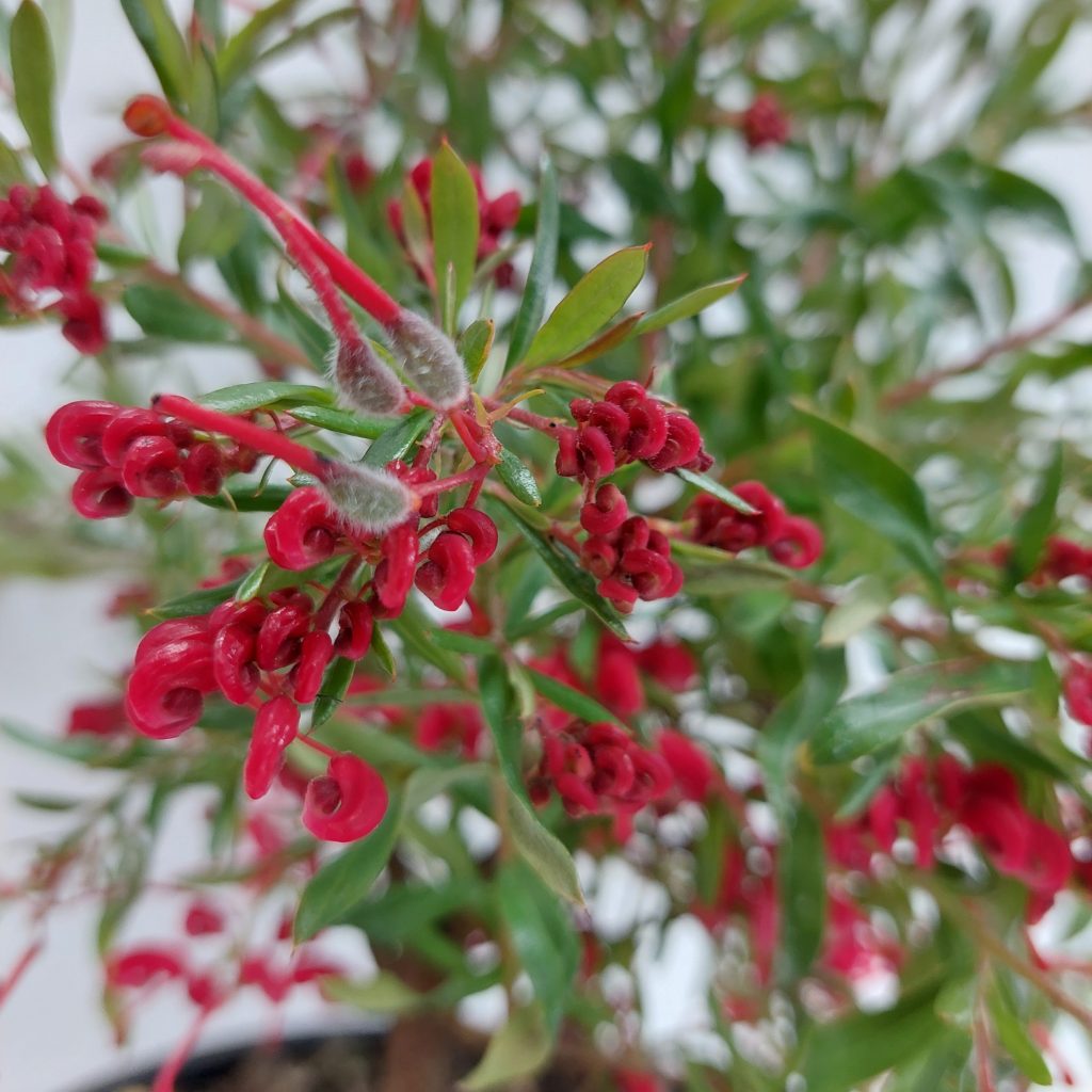 Grevillea Red Clusters – Kilmarnock Nurseries