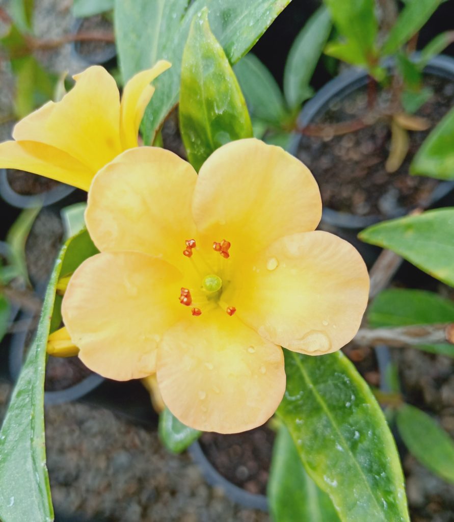 Vireya Just Peachy – Kilmarnock Nurseries