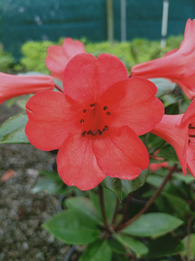 Vireya Tropical Coral – Kilmarnock Nurseries