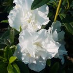Azalea – Kilmarnock Nurseries