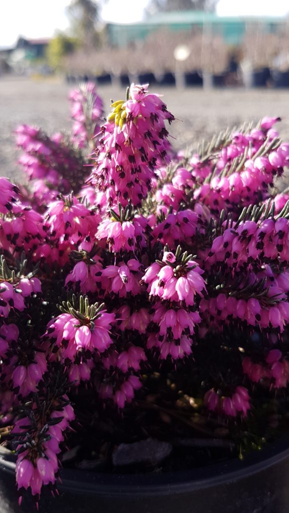 Erica Kramers Red – Kilmarnock Nurseries