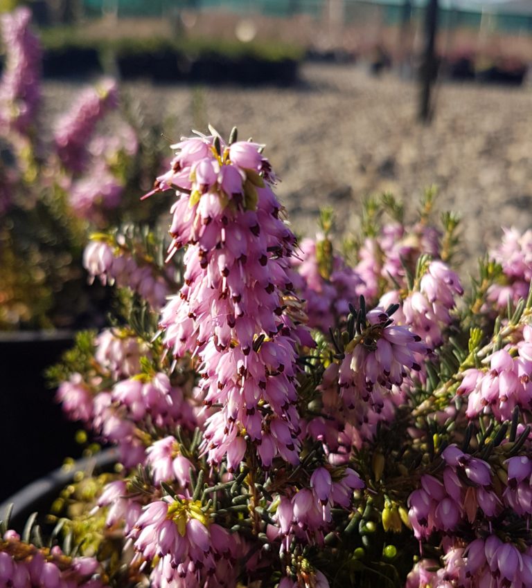 Erica Springwood Pink – Kilmarnock Nurseries