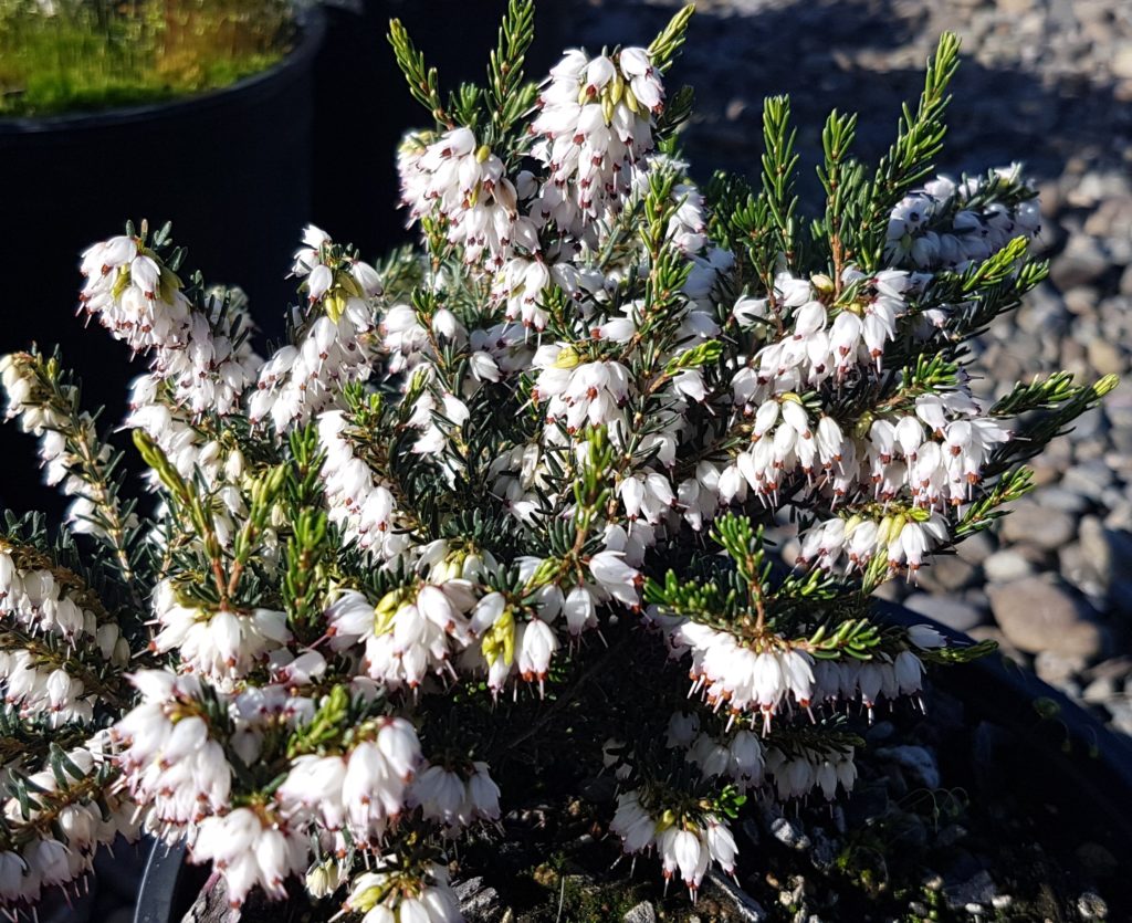 Erica Springwood White – Kilmarnock Nurseries